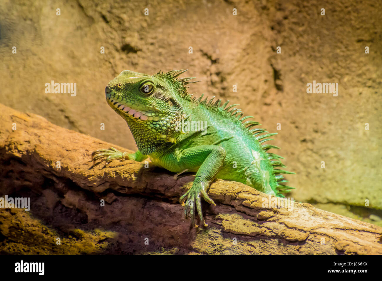 Green Lizard In Terrarium Stock Photos & Green Lizard In Terrarium ...