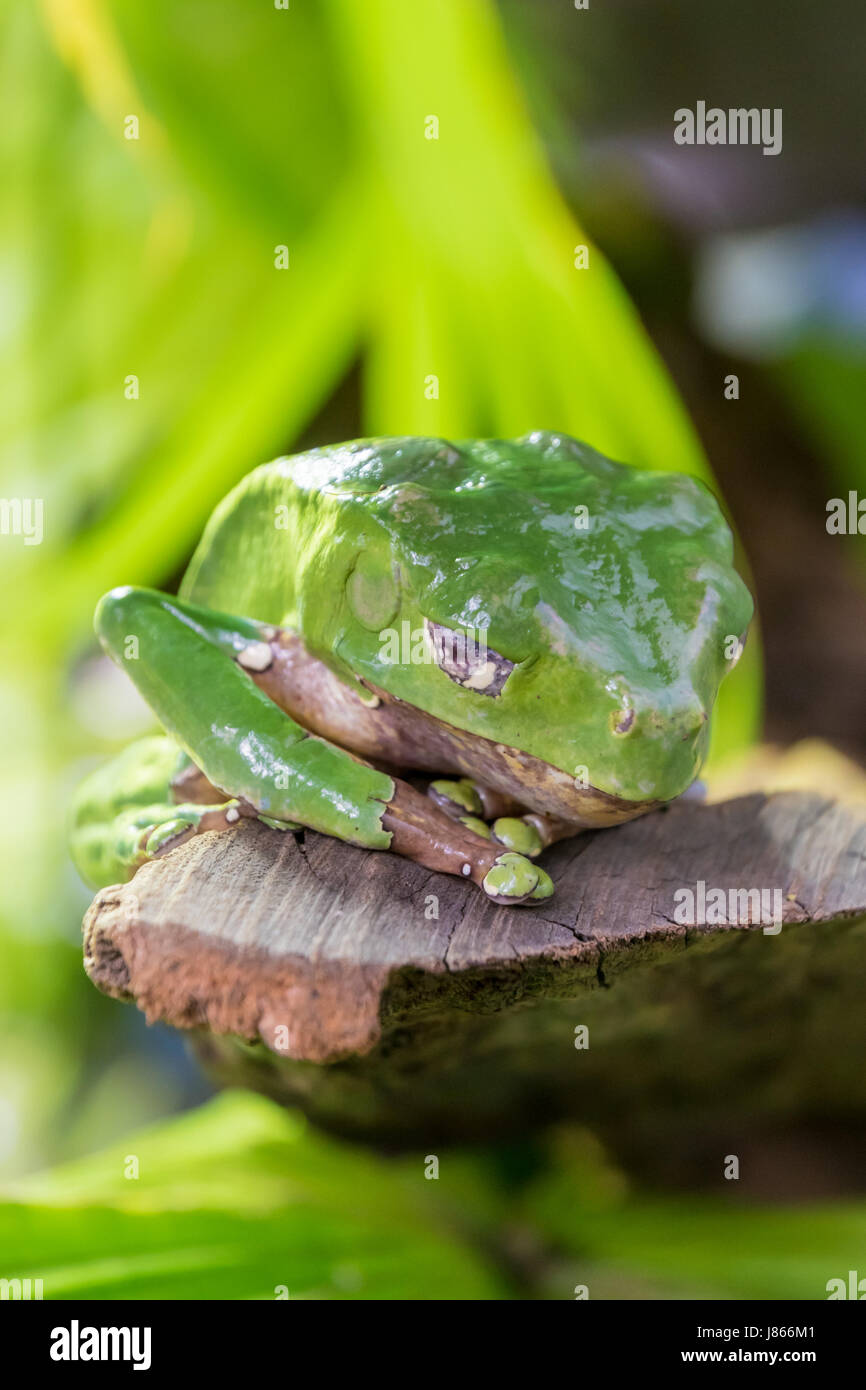Green tropical frog toad sleeping on rock Stock Photo - Alamy