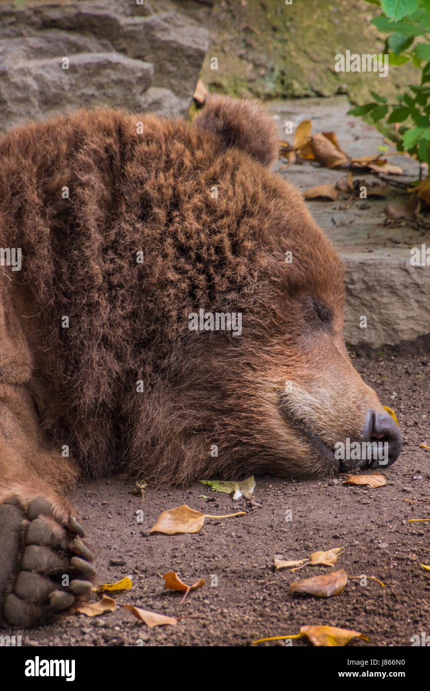 Head of sleeping grizzly bear brown fur tired fluffy Stock Photo - Alamy