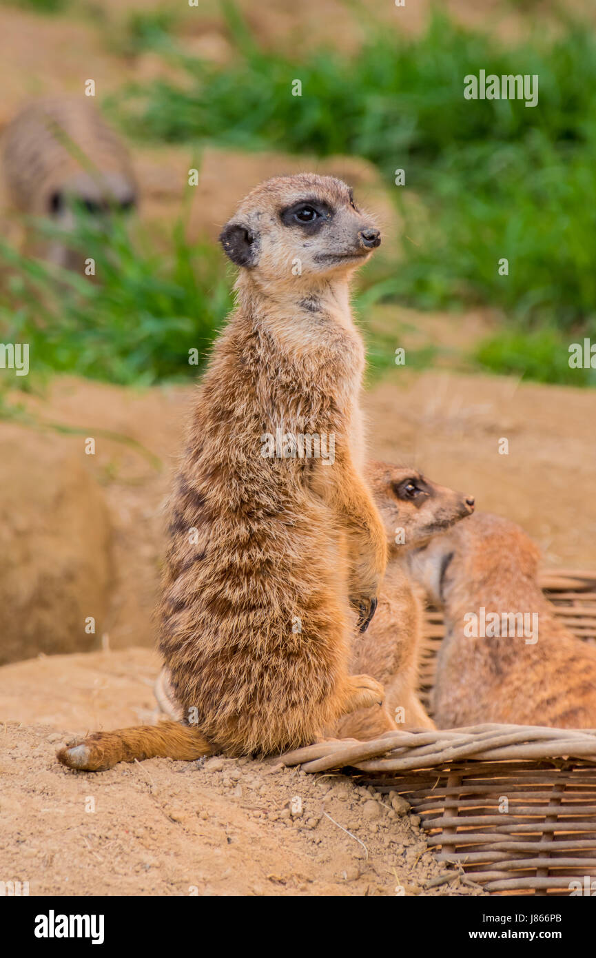 One meerkat or suricat standing on sand Stock Photo - Alamy