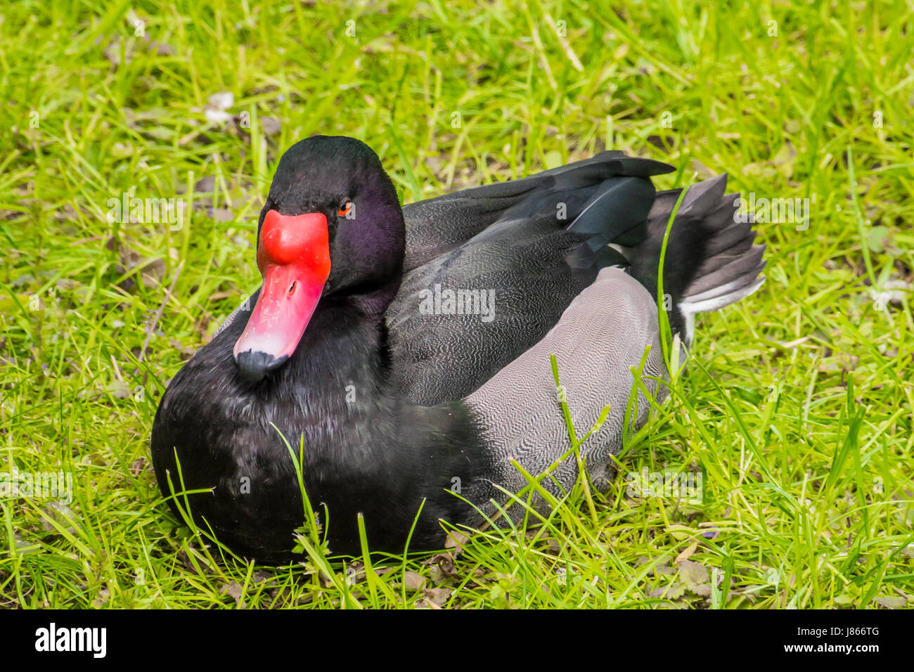 Black duck hi-res stock photography and images - Alamy