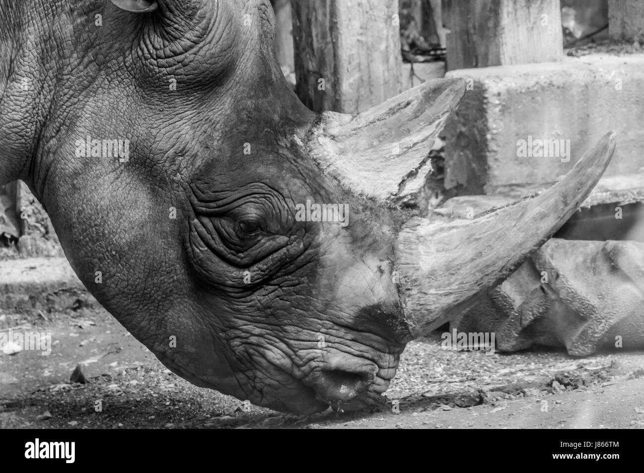 Horn skin Black and White Stock Photos & Images - Alamy