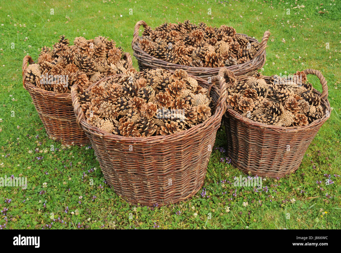 basket do handicrafts tap fir cone wicker basket basket sperm do ...