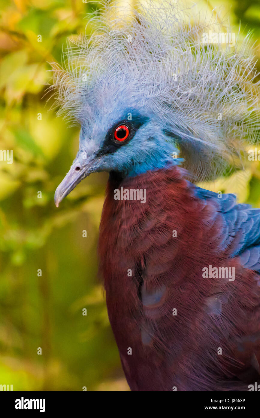Tropic bird with blue feathers on his head and red eyes Stock Photo - Alamy