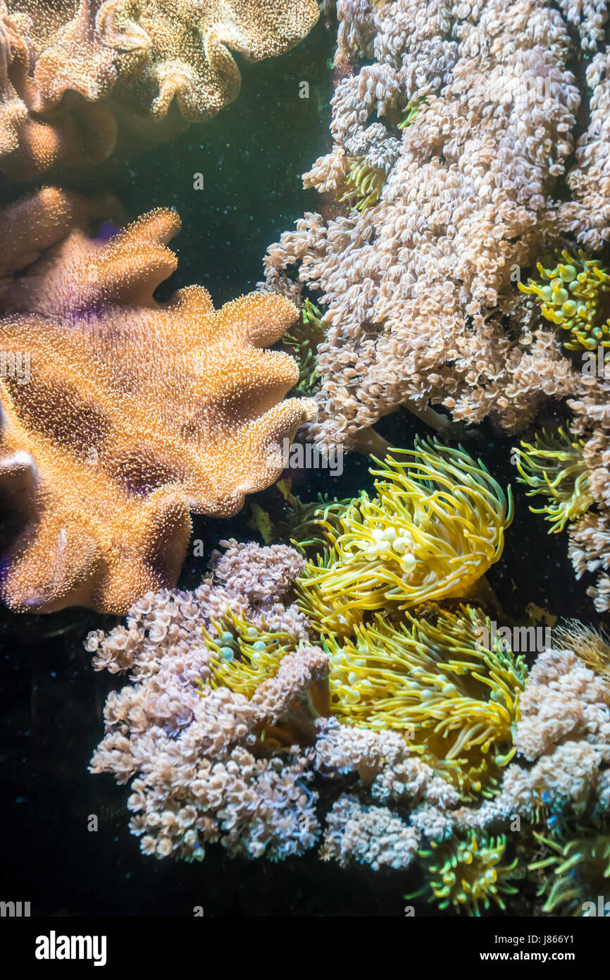 Tropical water plants coral anemone colorful flora sea Stock Photo - Alamy