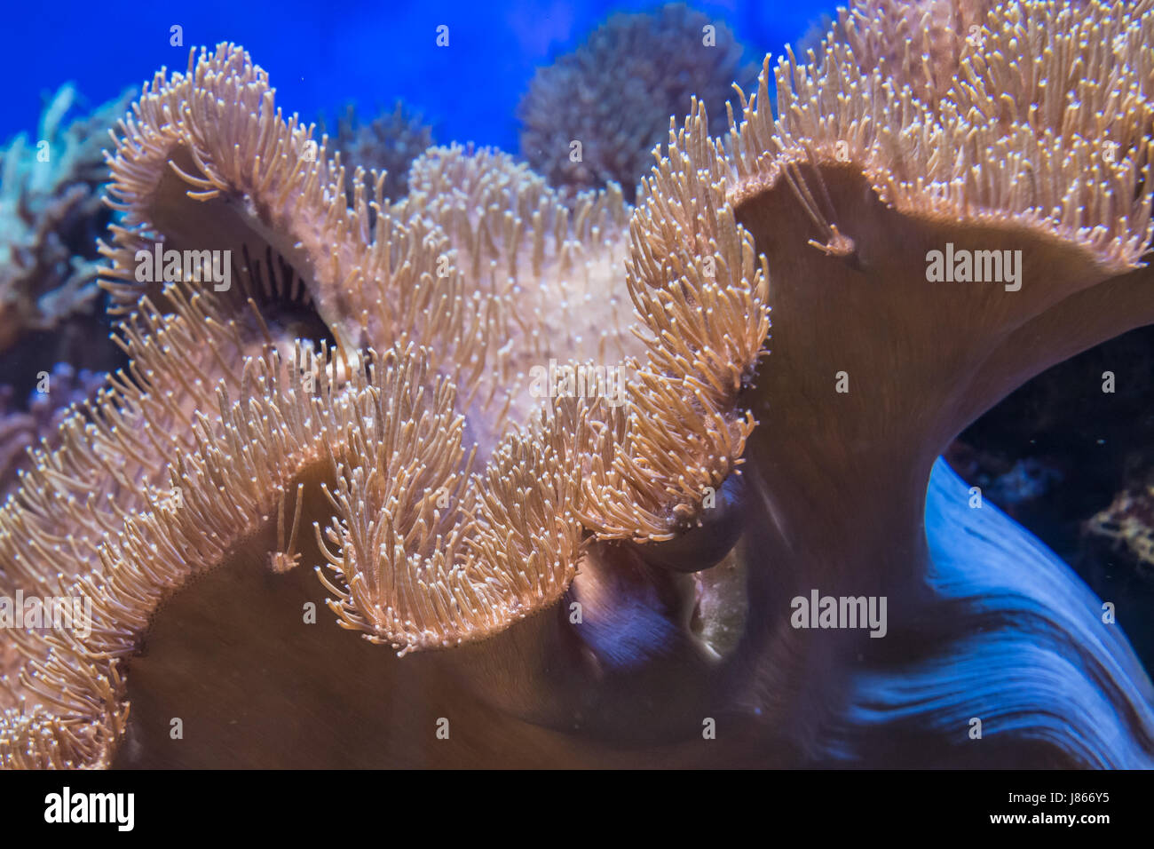 Tropical water plants coral anemone flora sea Stock Photo - Alamy