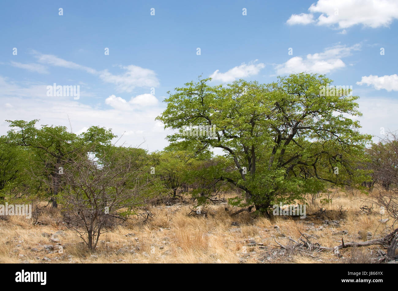 mopane tree in namibia Stock Photo - Alamy
