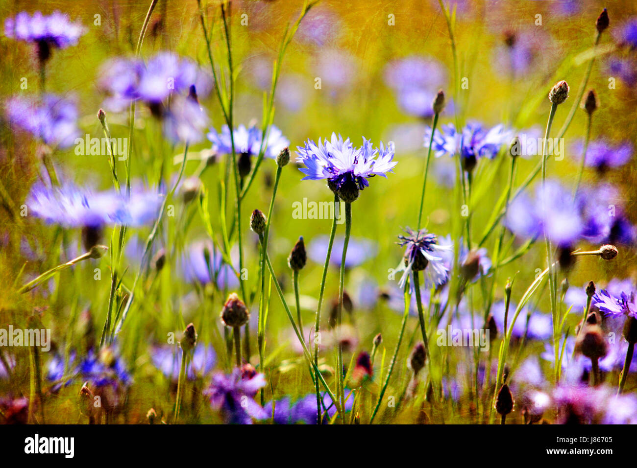 flower flowers plant nostalgia flower meadow nostalgic retro cornflower ...