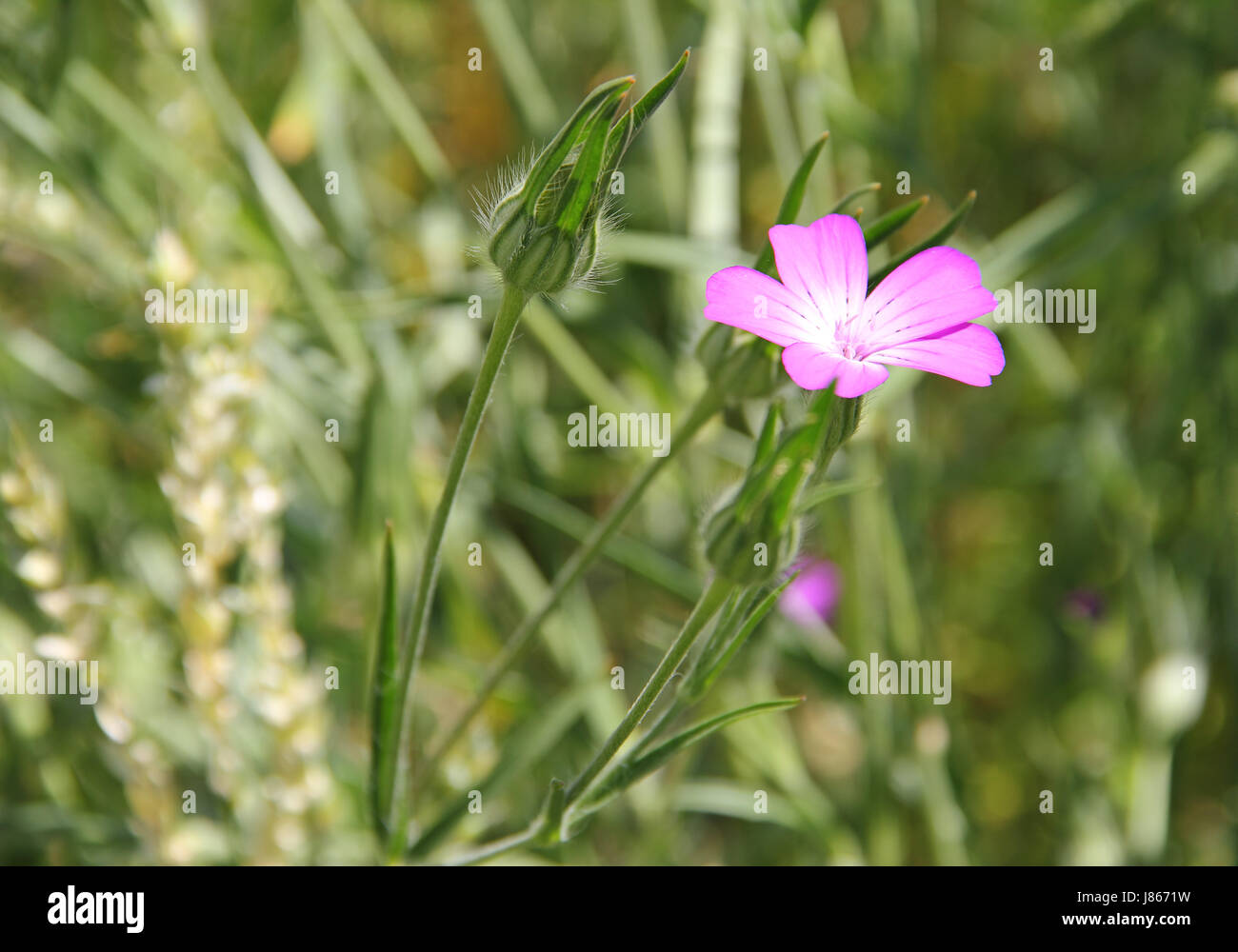 weed corncockle flower plant sperm weed rare corncockle toxic poisonous ...