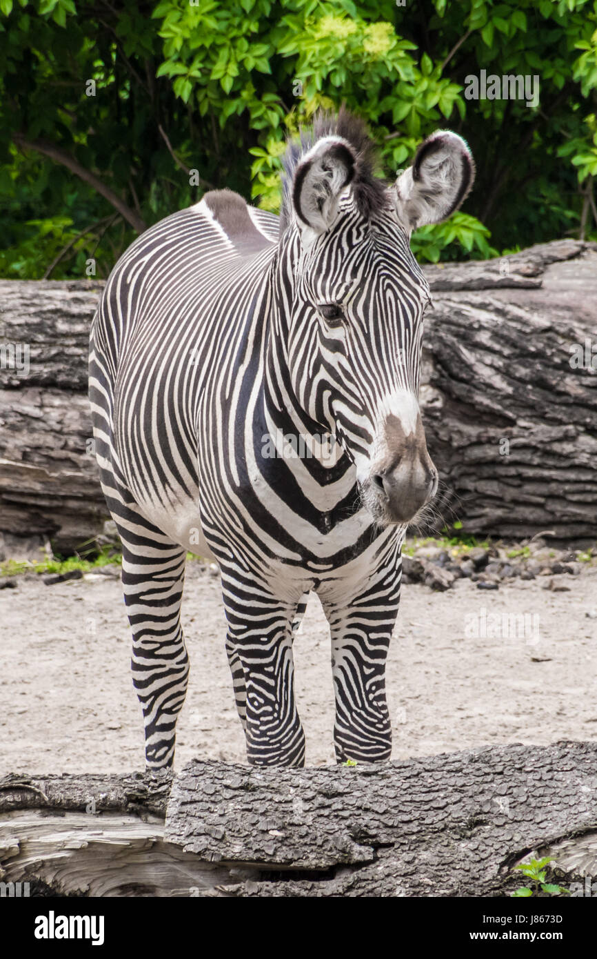 Zebra black and white fur big ears stripes Stock Photo - Alamy