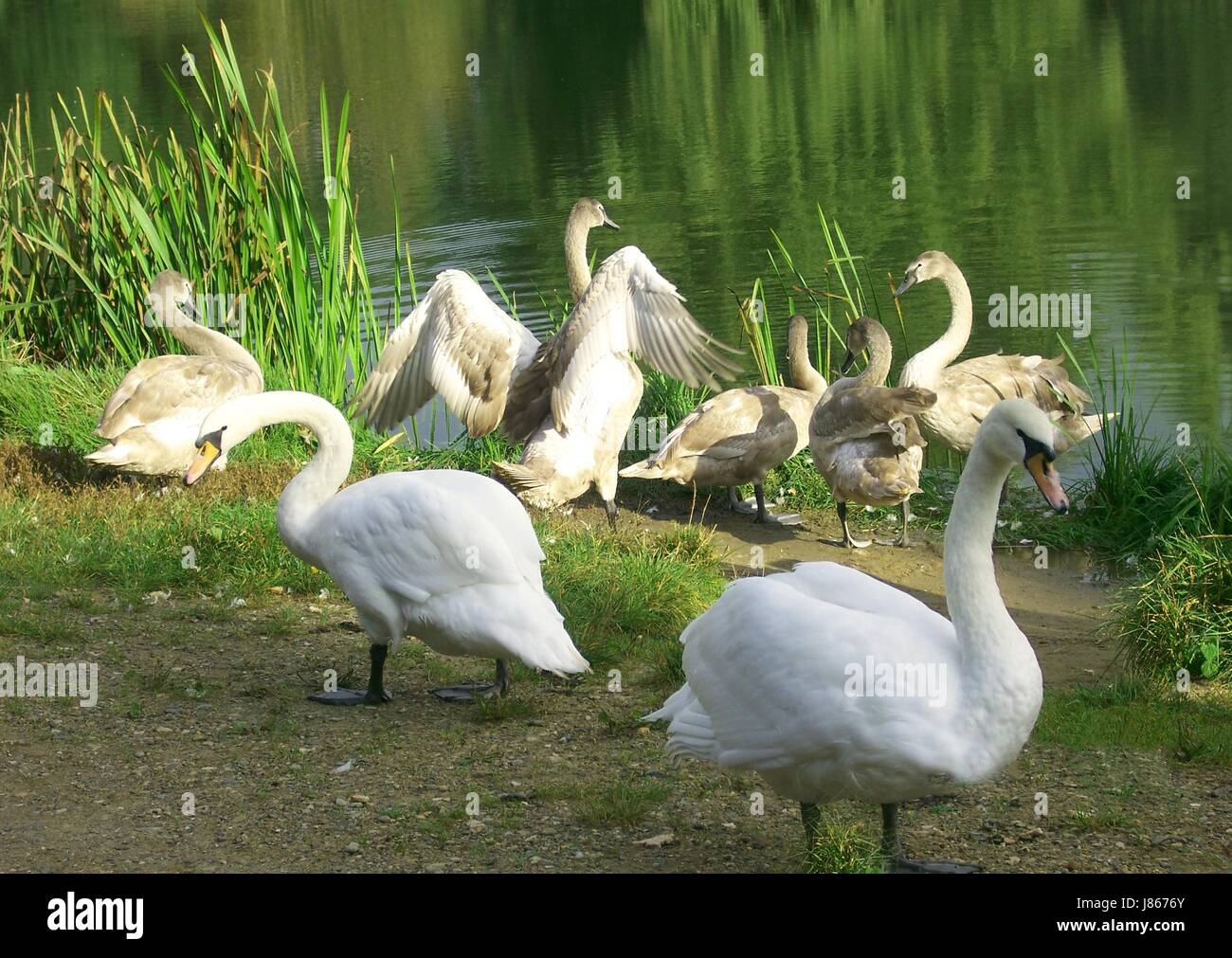 swan manners young younger salt water sea ocean water forest fodder ...