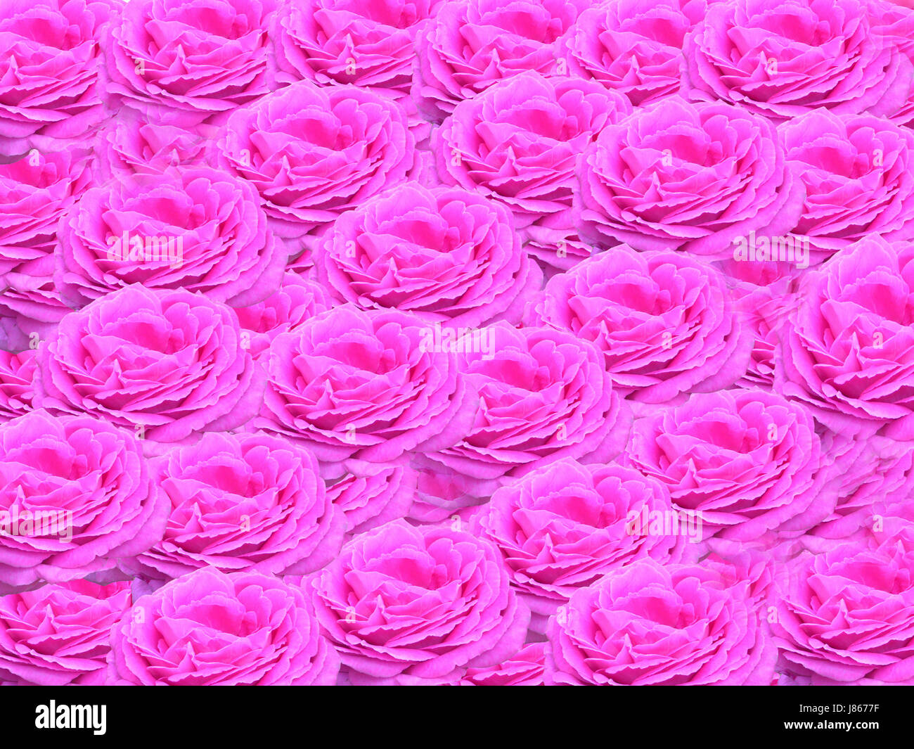 flower rose plant romantic romanticism roses design shaping formation ...