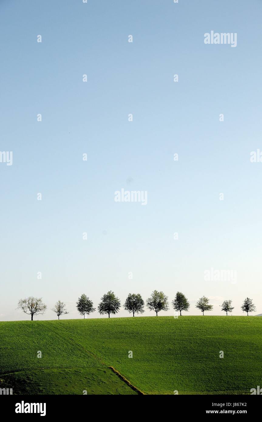 tree trees deciduous tree deciduous trees sight view outlook ...