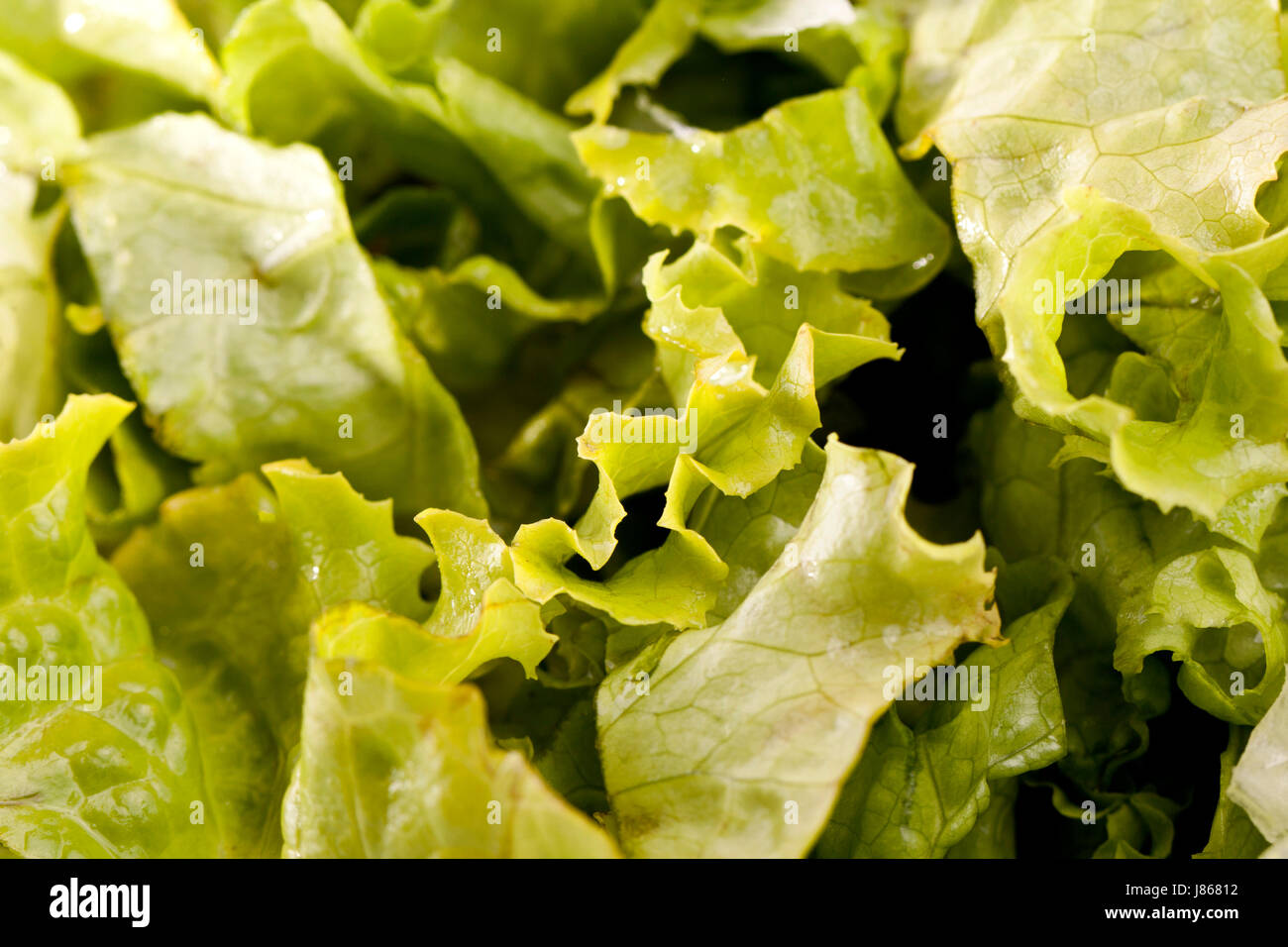 close, closeup, agriculture, farming, botany, backdrop, background ...