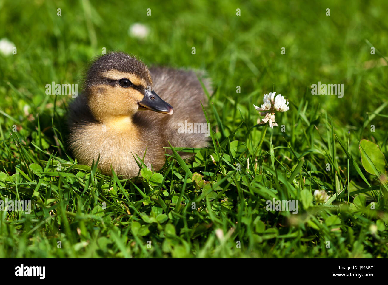 bird, birds, ducks, duck, chick, young, younger, bird, birds, soft ...