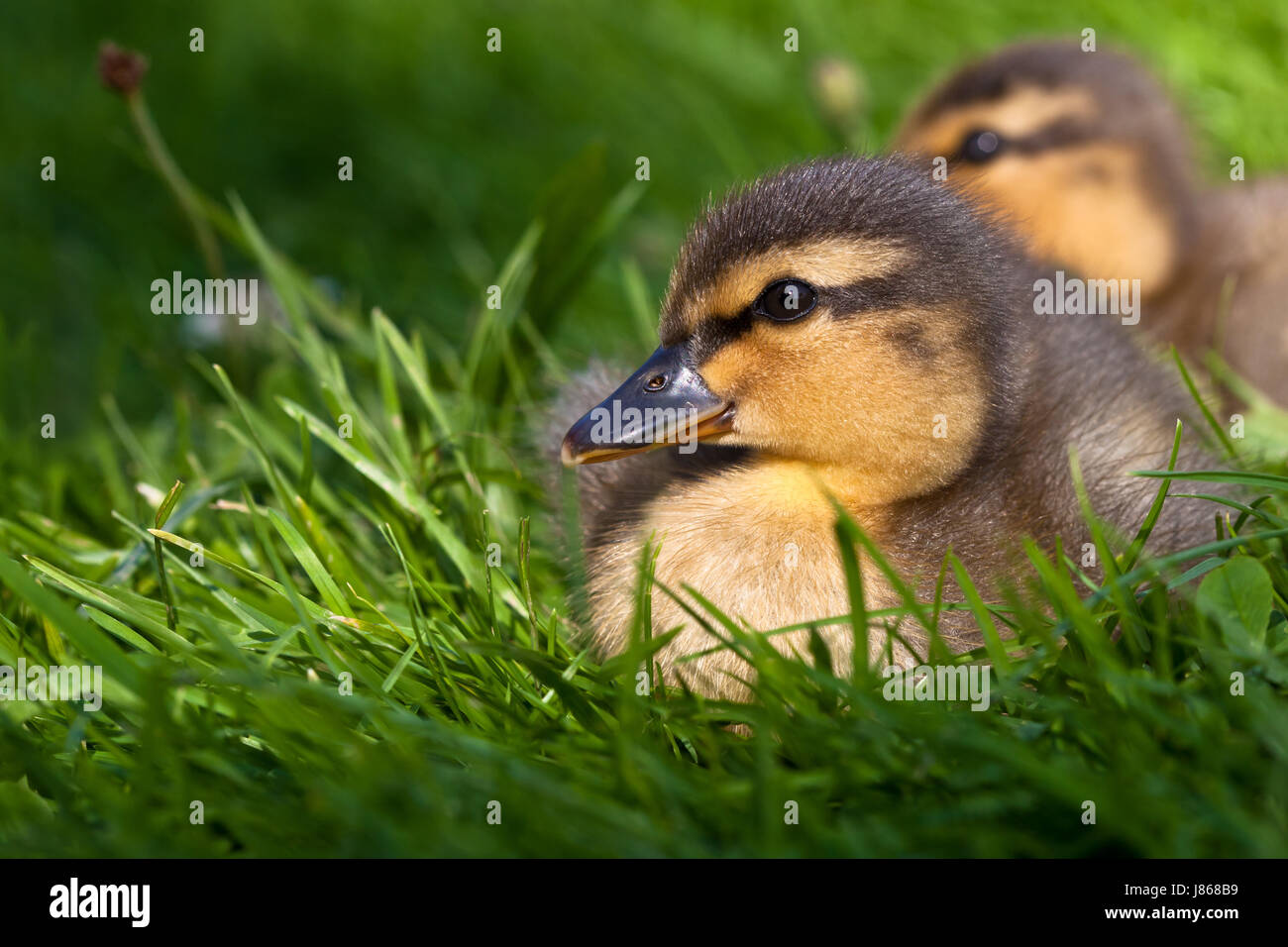 bird, birds, ducks, duck, chick, young, younger, bird, birds, soft ...