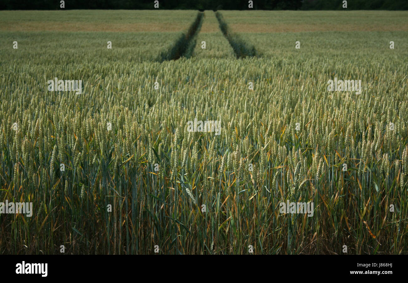 agriculture, farming, field, acre, wheat, corn field, wheat field, ears ...