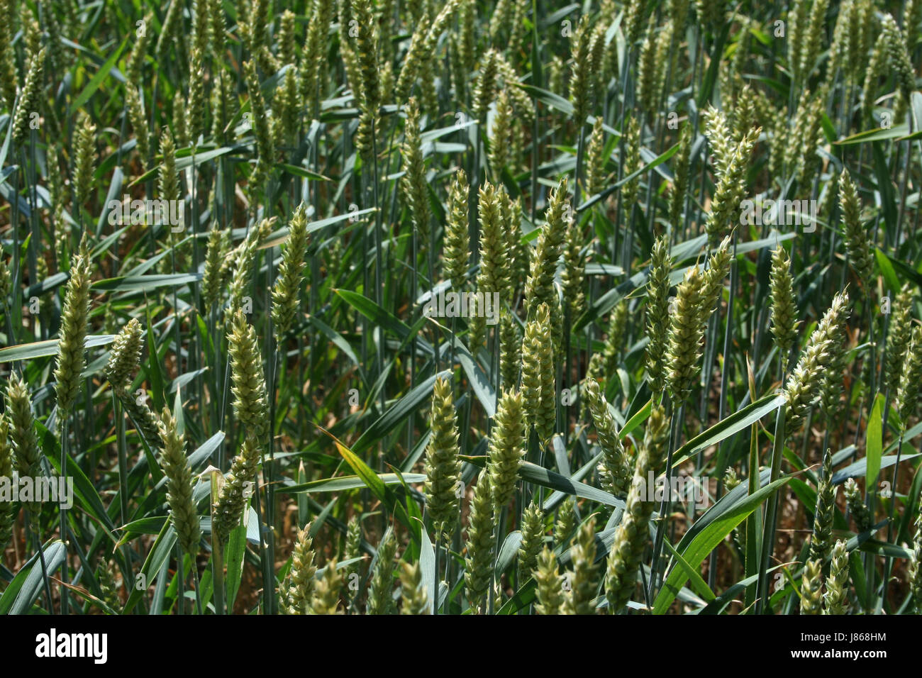 agriculture, farming, field, acre, wheat, corn field, wheat field, ears ...