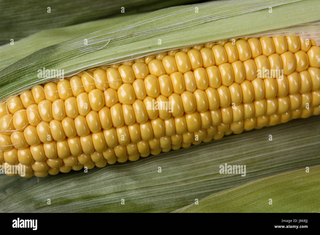 food, aliment, useful plant, corn, corncob, page, sheet, grain, cereal ...