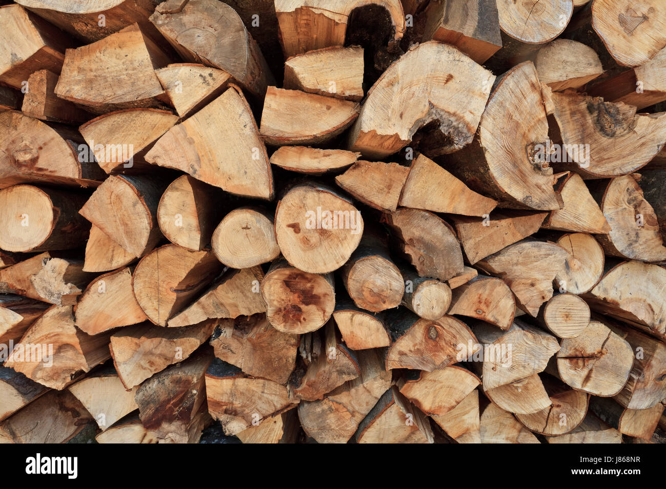 tree, wood, cut, wooden, forestry, forest, natural, tree, wood, brown ...