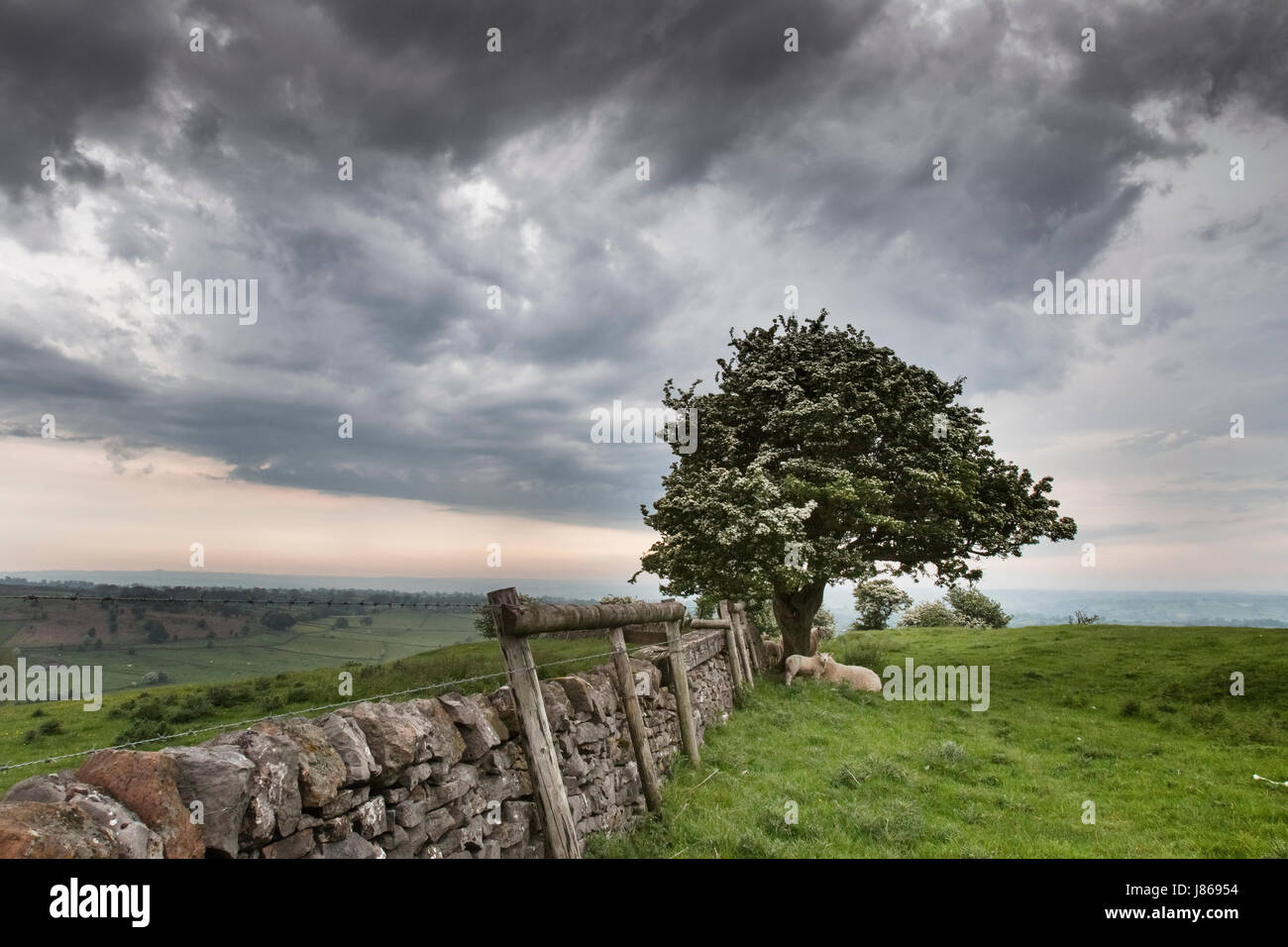 Weaver Hills, Staffordshire, UK. 27th May, 2017. Sheep take shelter ...