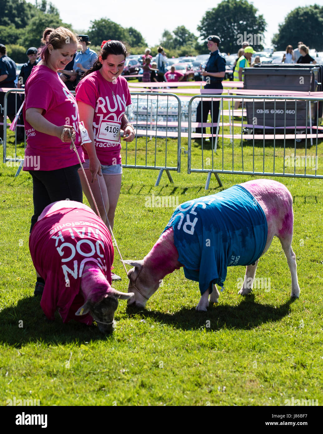 Brentwood Essex, 27th May 2017; sheep at the Cancer Research Race for ...