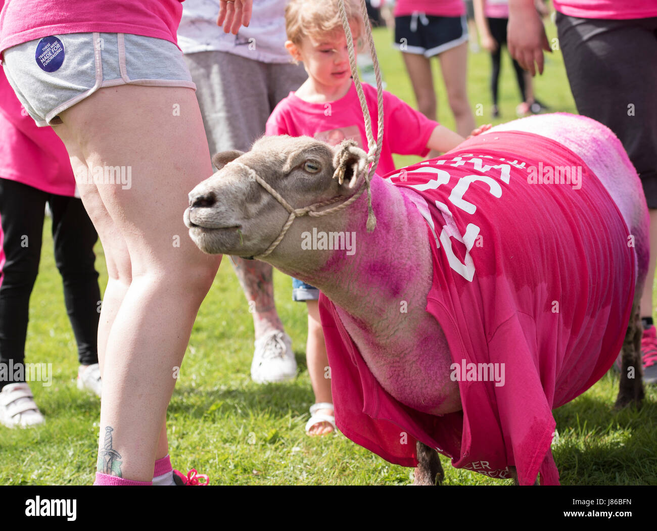 Brentwood Essex, 27th May 2017; Sheep takes part at the Cancer Research ...