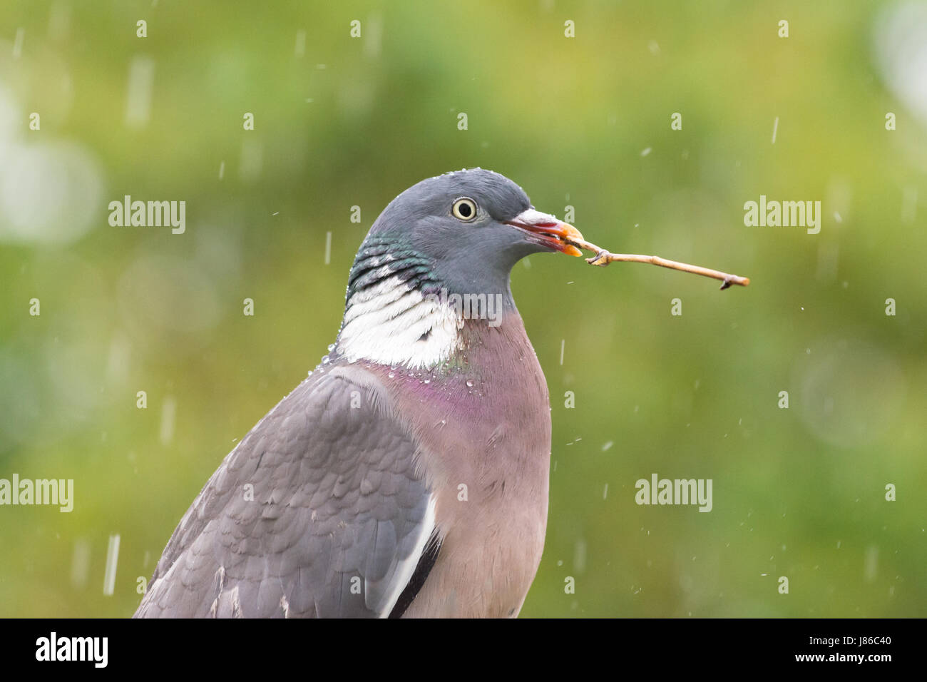 Long hot spell hi-res stock photography and images - Alamy