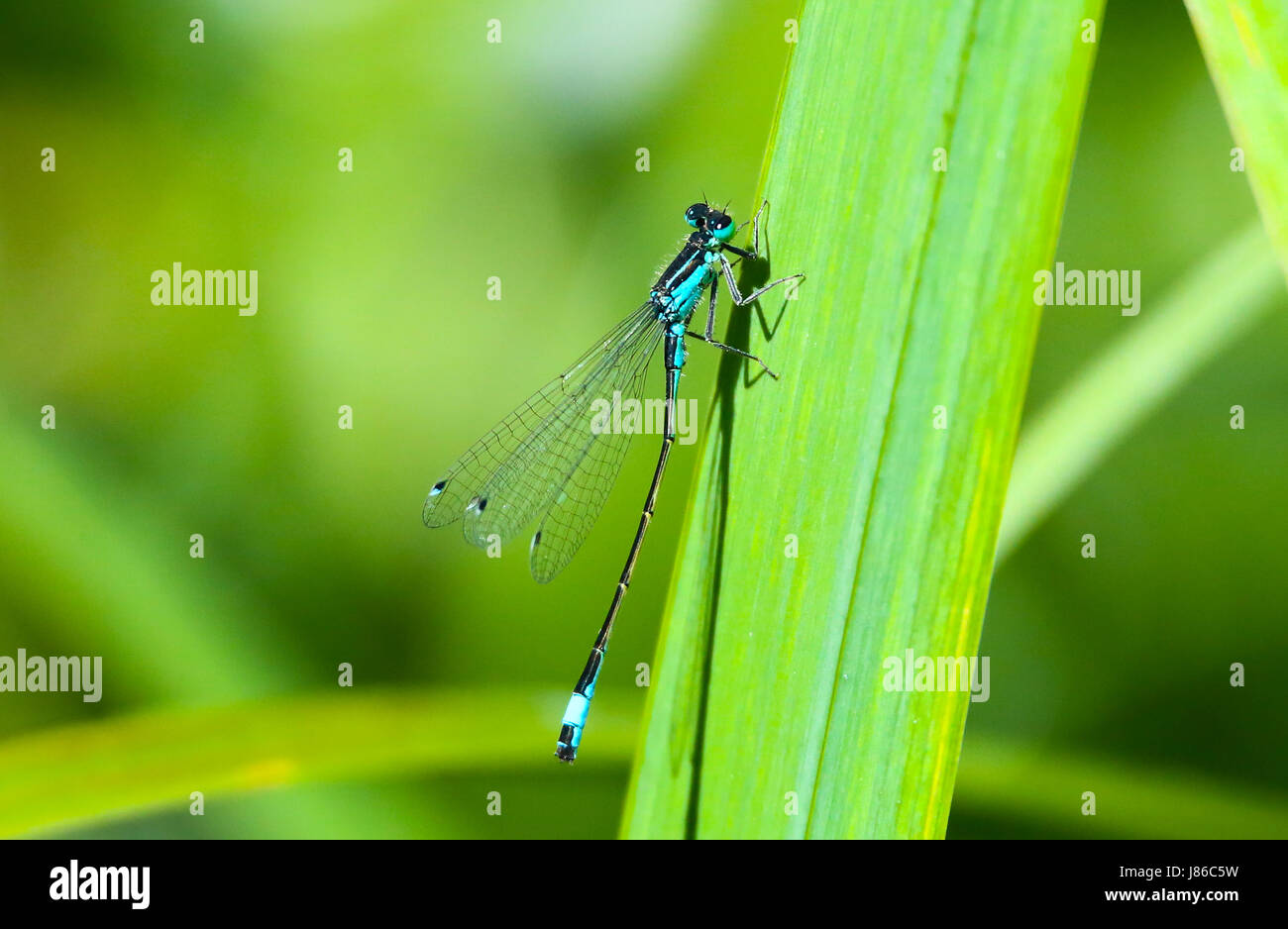 Masovia, Poland. 27th May, 2017. Insect life in swamps during hot ...