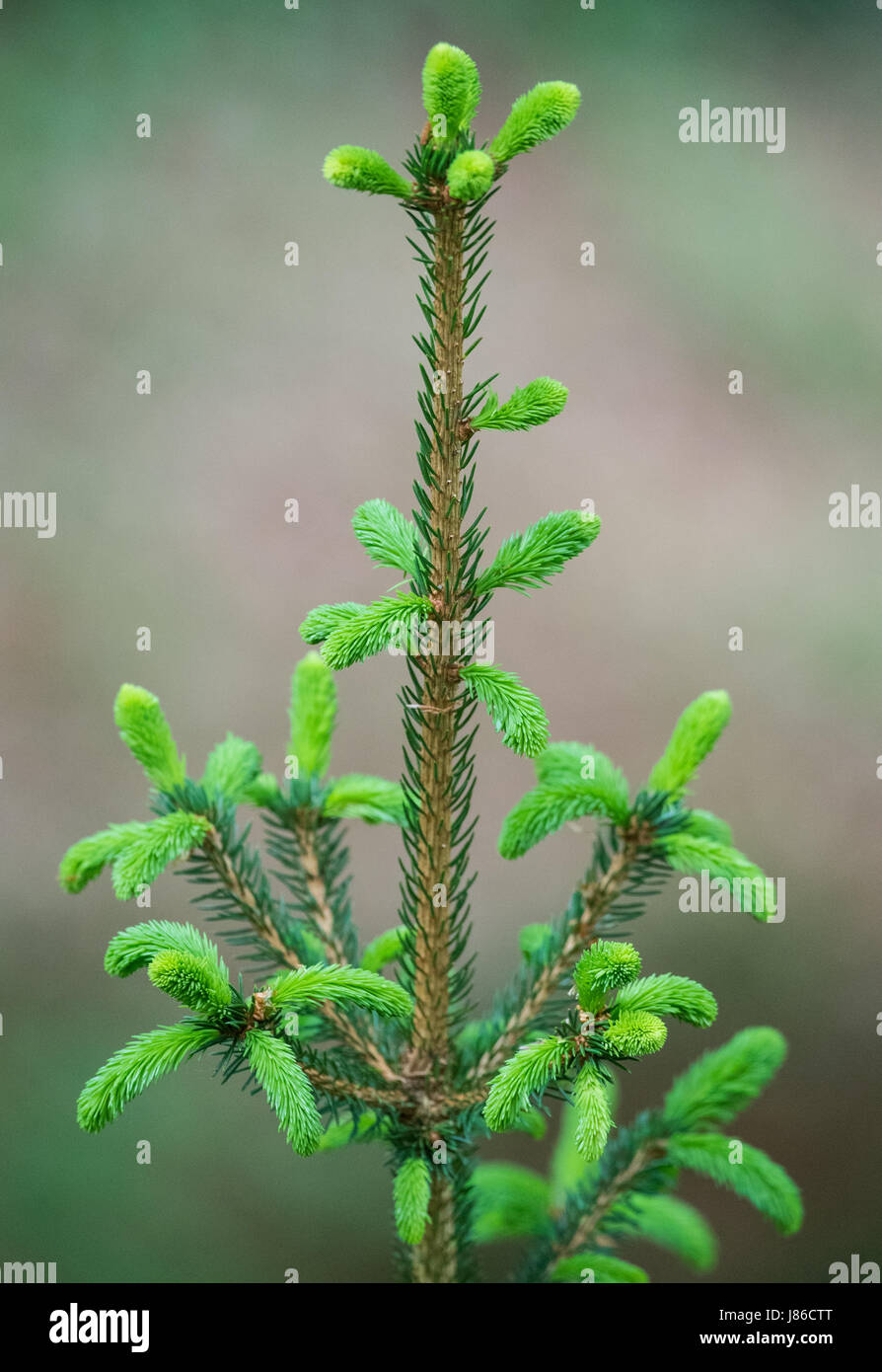The young branches of a spruce can be seen in the national park ...