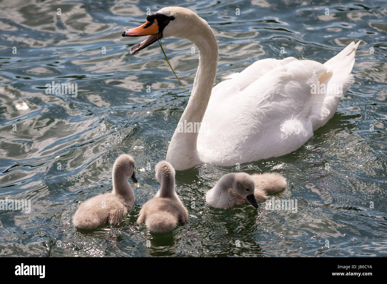 London, UK. 27th May, 2017. Mute swan with cygnet hatchlings on Canada ...