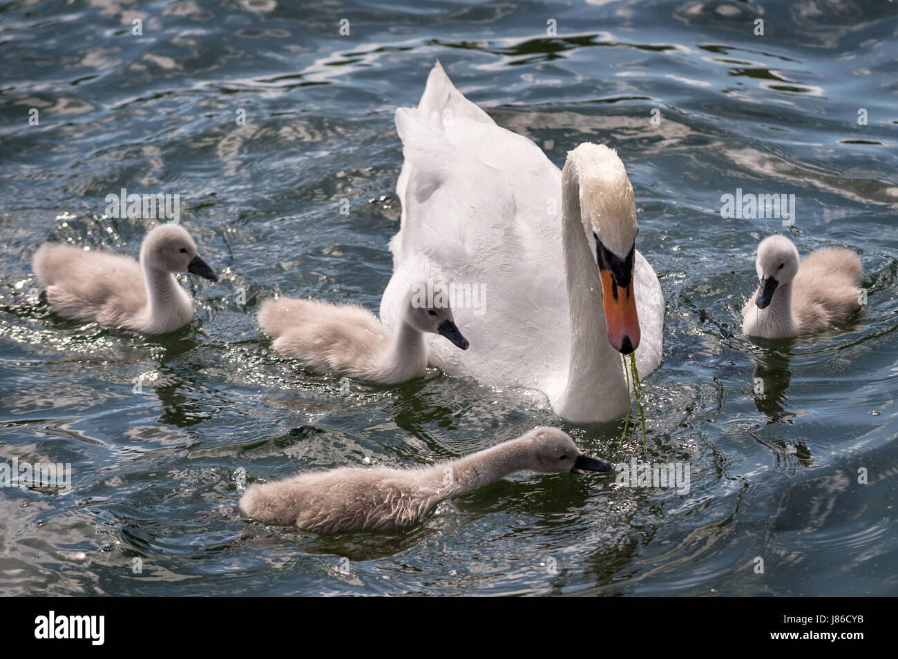 British swan hi-res stock photography and images - Alamy