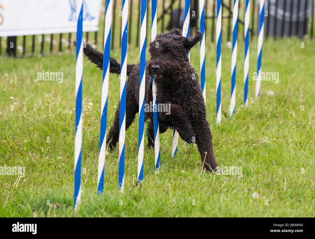 Pole bending hi-res stock photography and images - Alamy