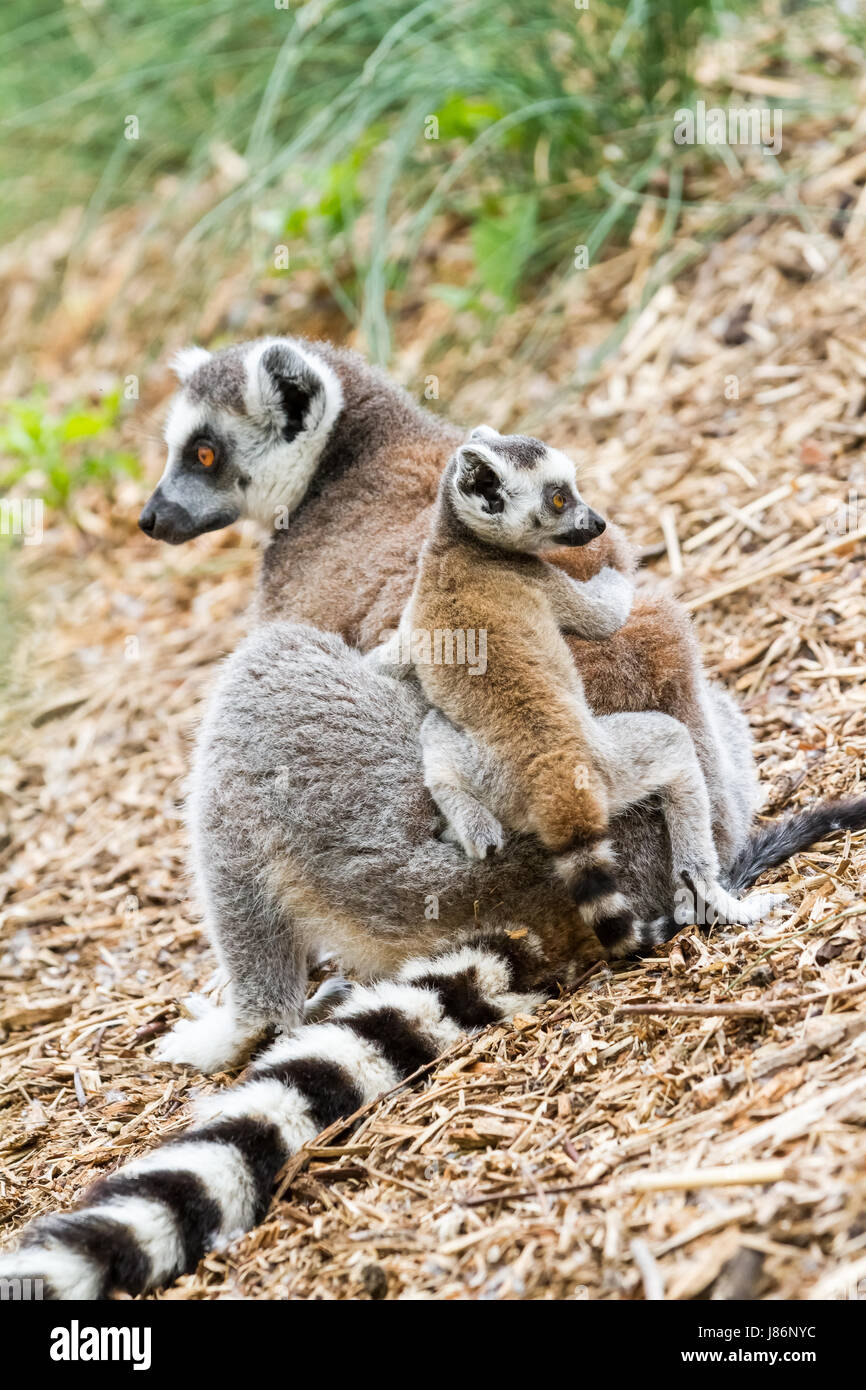 A baby Ring tailed lemur on the back of mother Stock Photo - Alamy