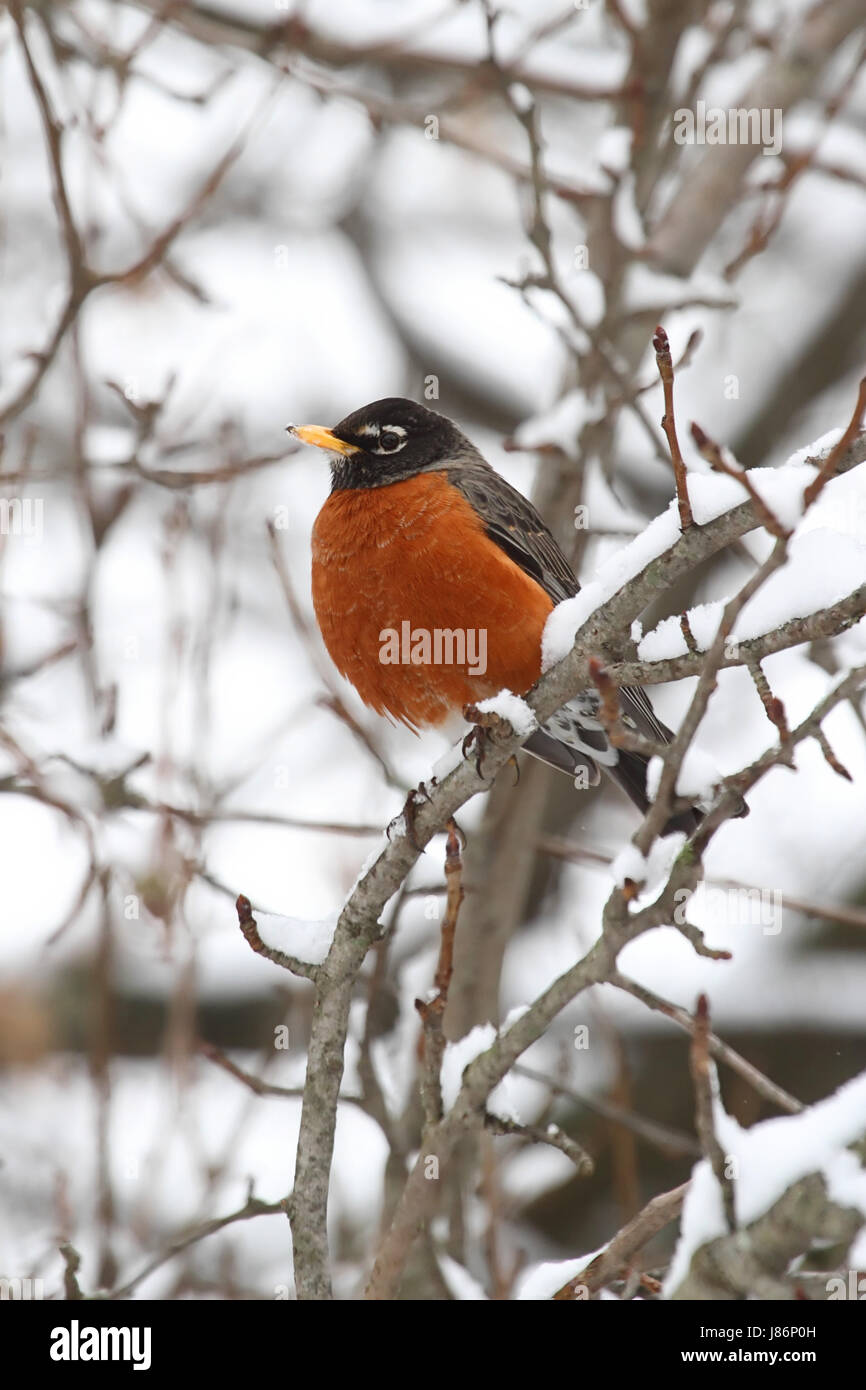 tree american bird wild robin tree animal bird fauna wild snow coke ...
