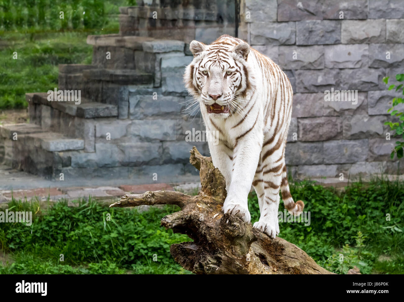 White siberian tiger hi-res stock photography and images - Alamy