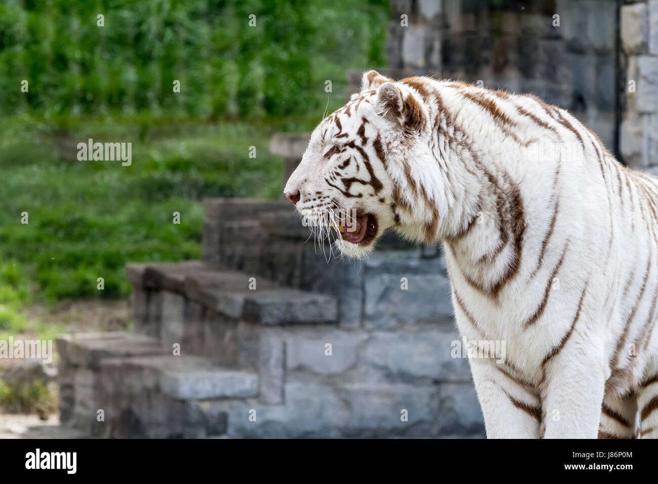On a big tree trunk stands this beautiful white siberian tiger Stock ...