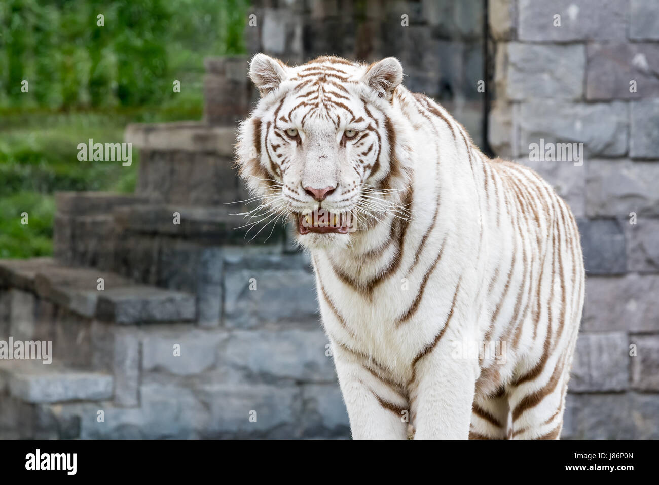 White siberian tiger hi-res stock photography and images - Alamy