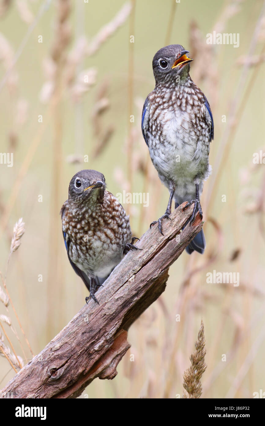blue bird wild wildlife eastern nature bird fauna wild animals male ...