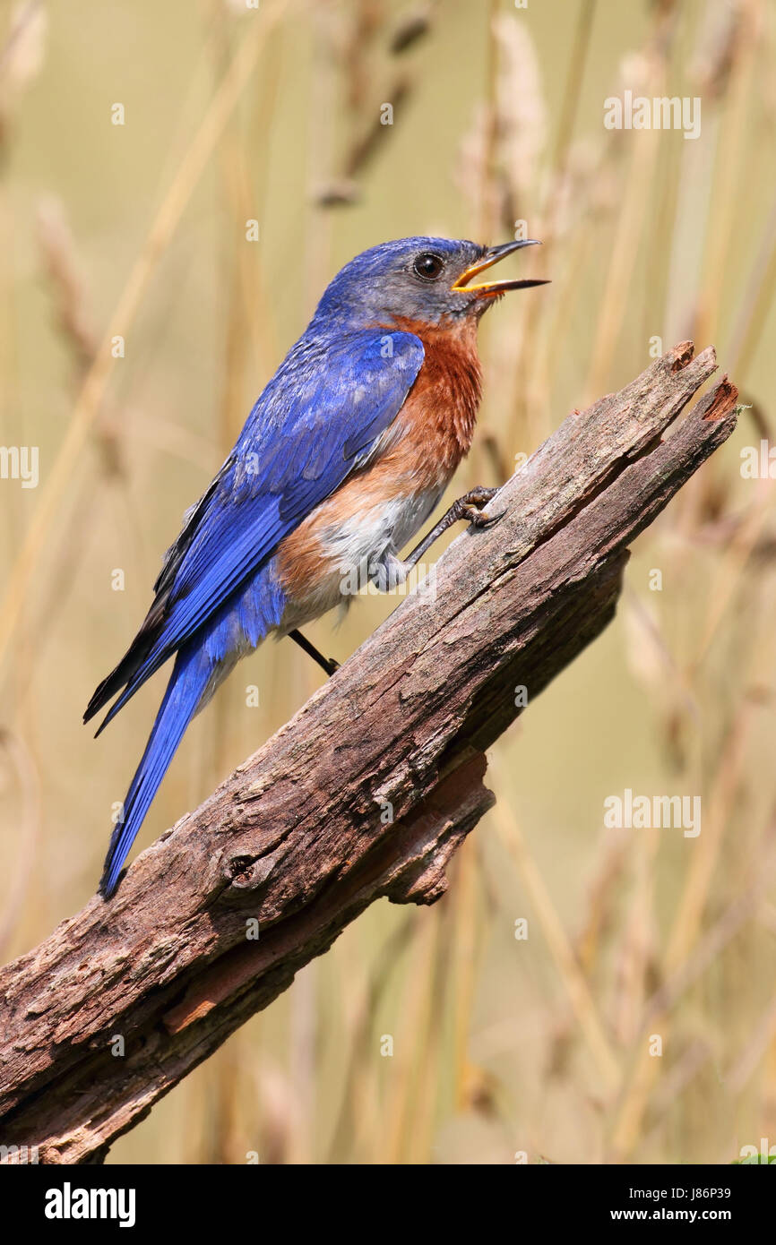 blue bird wild wildlife eastern nature blue animal bird fauna wild male ...