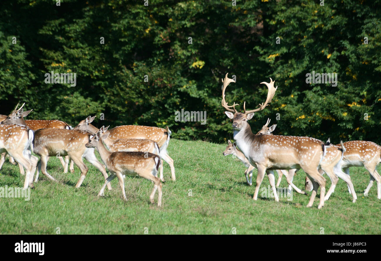 animal horns hart stag legs macro close-up macro admission close up ...
