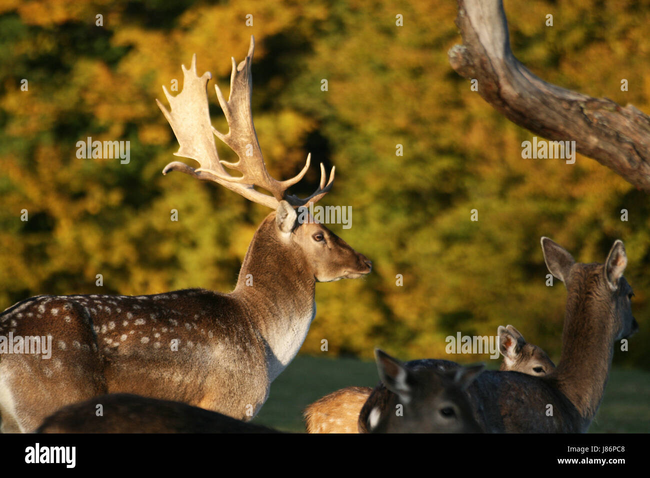 animal horns hart stag legs macro close-up macro admission close up ...