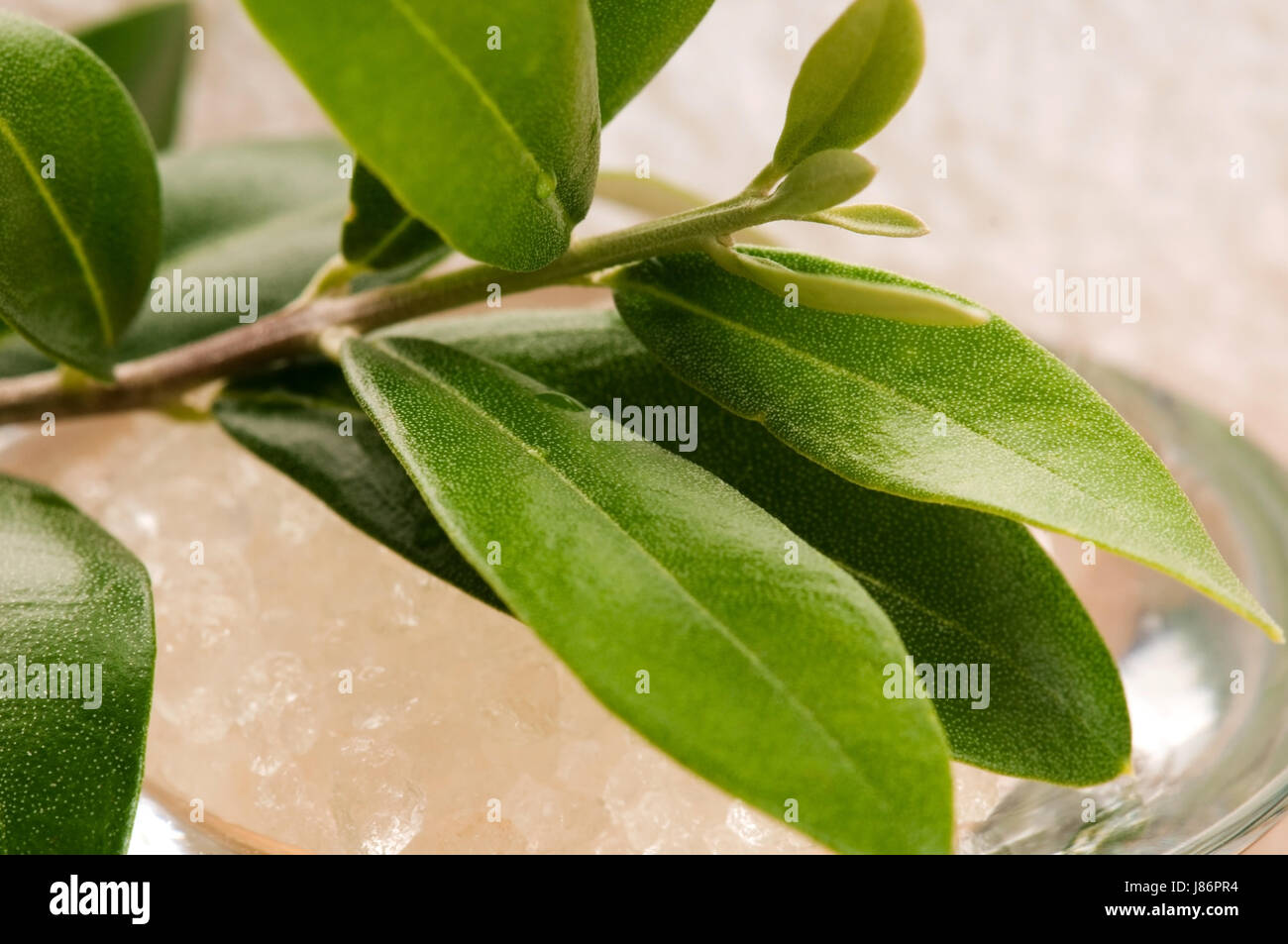 branch olive hygiene cosmetic spa mineral spring medicinal spring ...