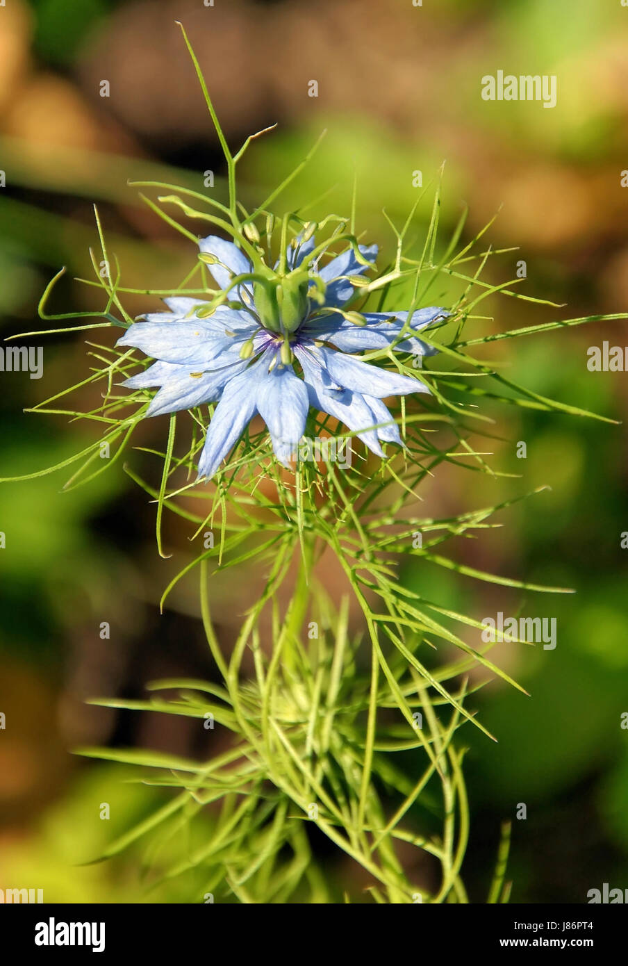 bloom blossom flourish flourishing cold alps alp rock fluff alpine ...