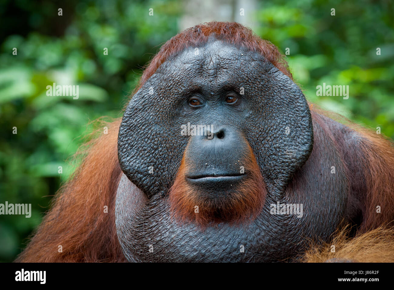 indonesia borneo male periled rainforest rain forest laugh laughs ...