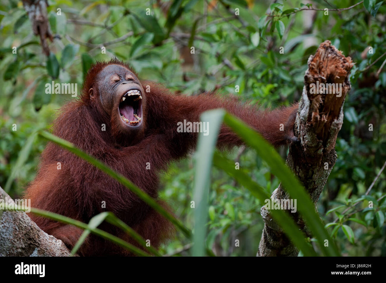protected sheltered indonesia borneo periled rainforest rain forest ...