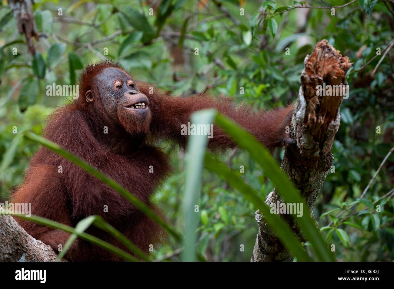 indonesia borneo anthropoid periled rainforest rain forest laugh laughs ...