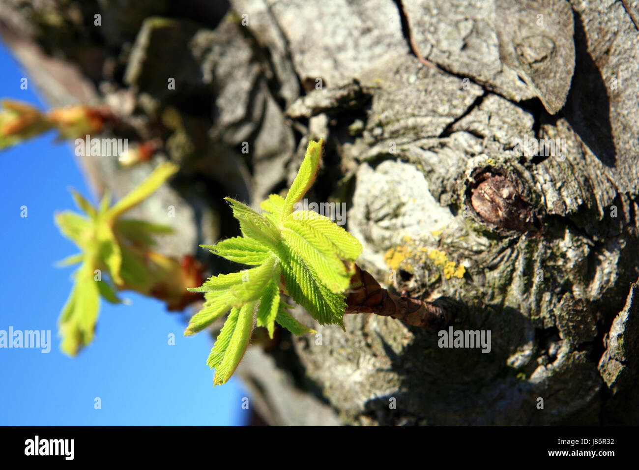 tree trees leaves spring grow shoot offshoot forest tree trees leaves ...