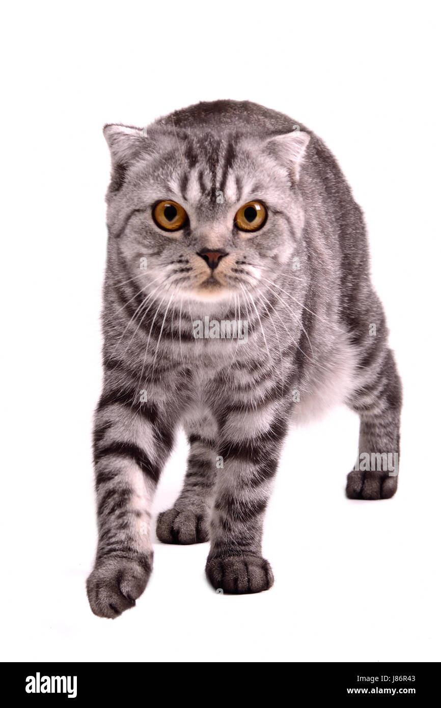 walk go going walking isolated household animal pet mammal steps step ...