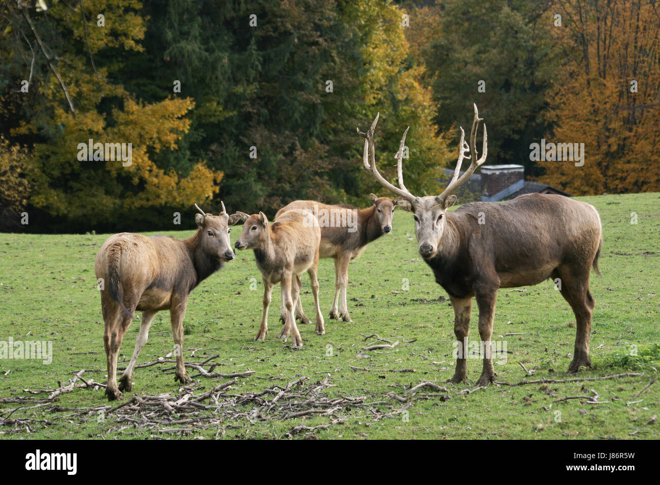 Hirsch tierfoto hi-res stock photography and images - Alamy